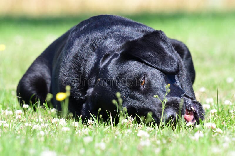 Black Labrador Playing in a Field Stock Image - Image of mammals ...