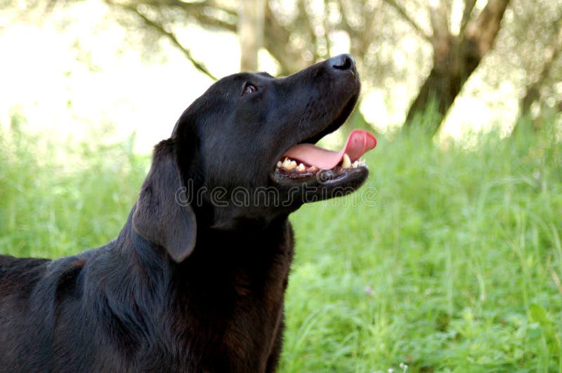 Black Labrador Playing Outside Stock Image - Image of master, garden ...