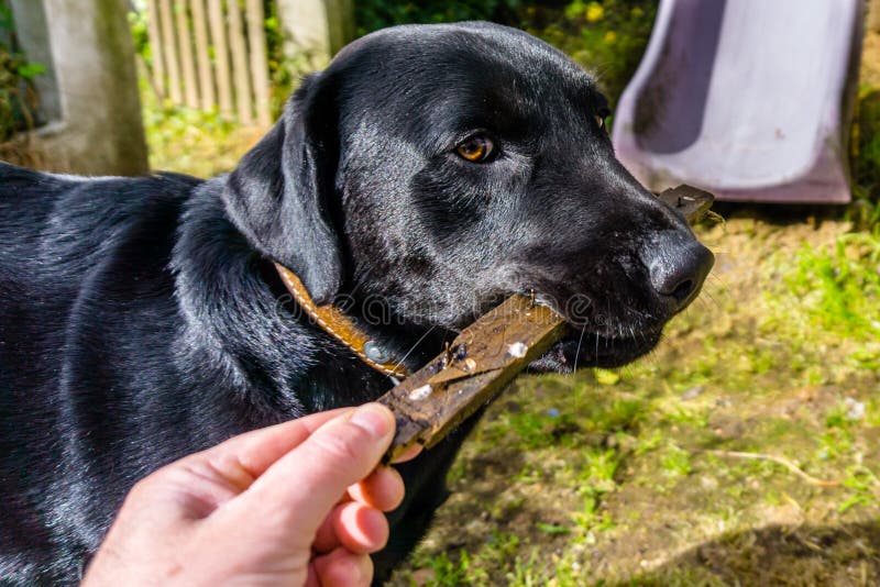 Playful Black Labrador Puppy Plays with Ball in Summer. Funny Do Stock ...