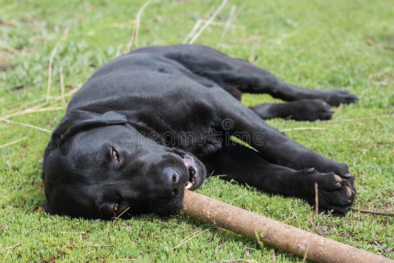 Black Labrador Dog on the Grass in the Garden Stock Image - Image of ...