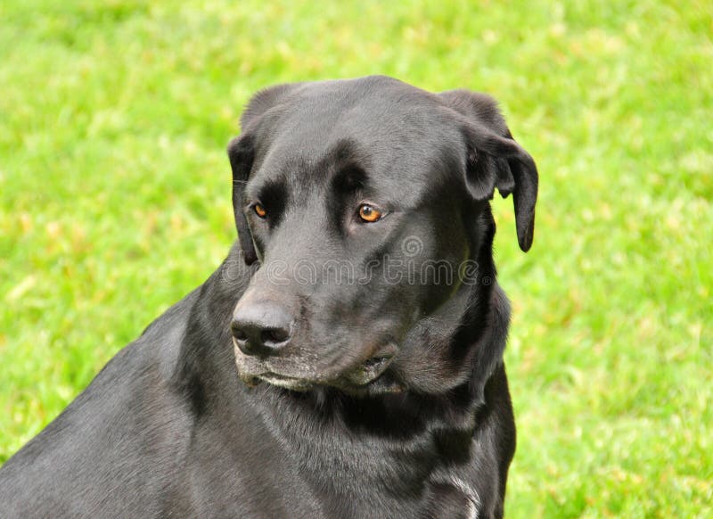 Black labrador stock image. Image of shiny, labrador - 53941835
