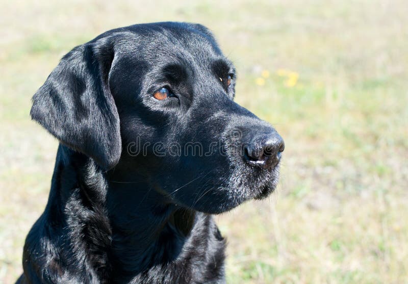 Black labrador portrait stock image. Image of close, black - 55023113