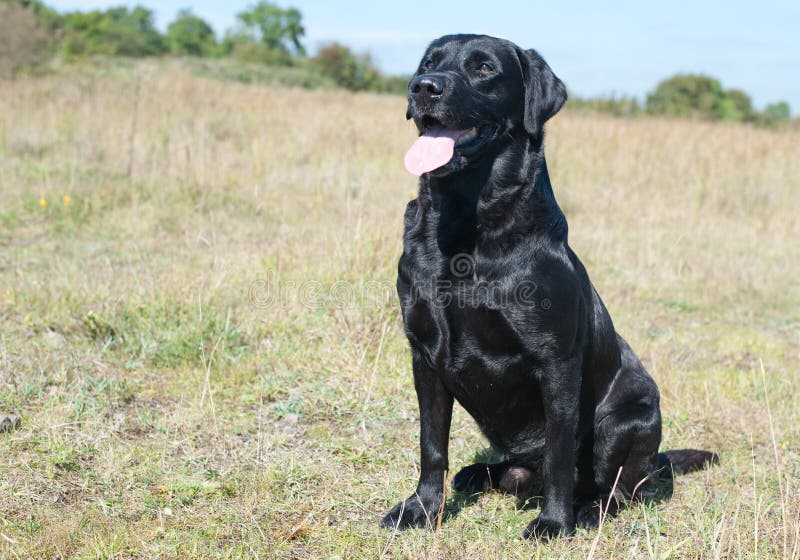 Black labrador portrait stock image. Image of portrait - 55023313