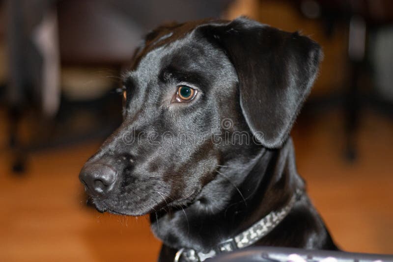 Black labrador portrait stock photo. Image of domestic - 242493802