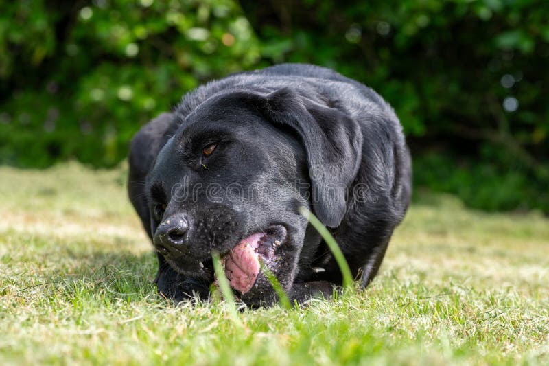 Black Labrador stock photo. Image of animal, colour - 349196368
