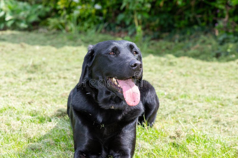 707 Black Labrador Lying Down Stock Photos - Free & Royalty-Free Stock ...