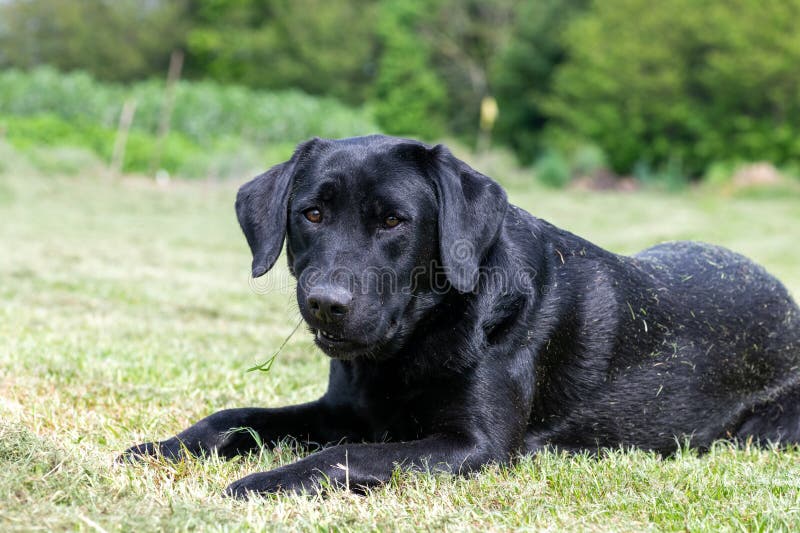 Black Labrador stock photo. Image of garden, domestic - 349202646