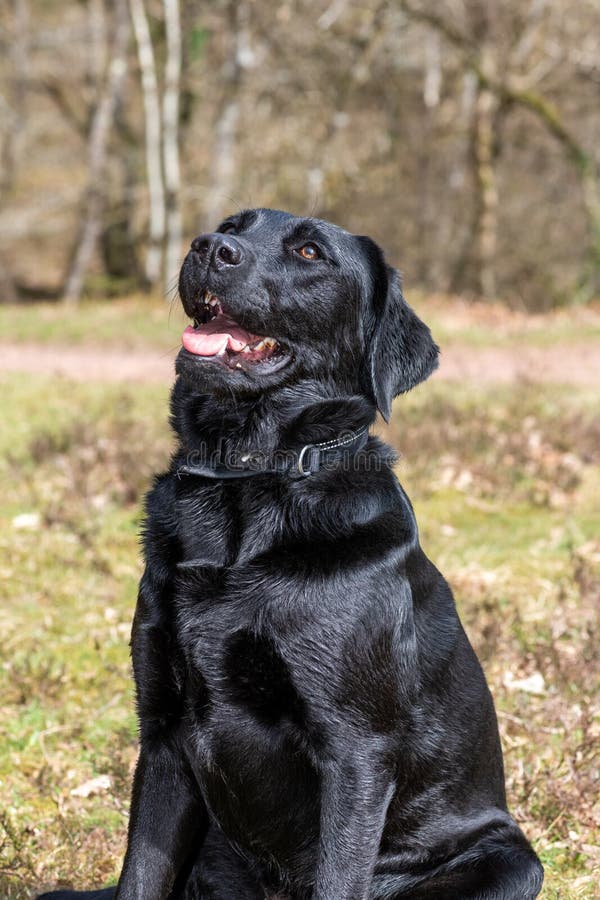 Black Labrador stock image. Image of looking, nature - 261277597