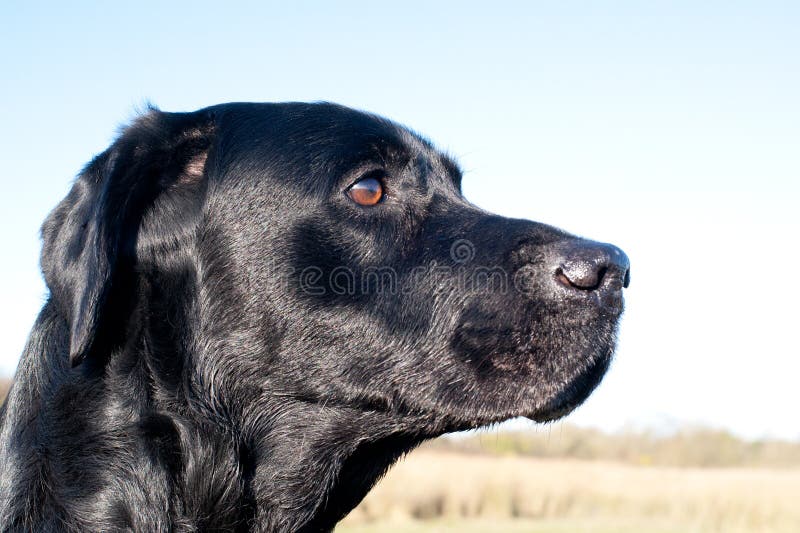 Black labrador portrait stock image. Image of domestic - 55023513