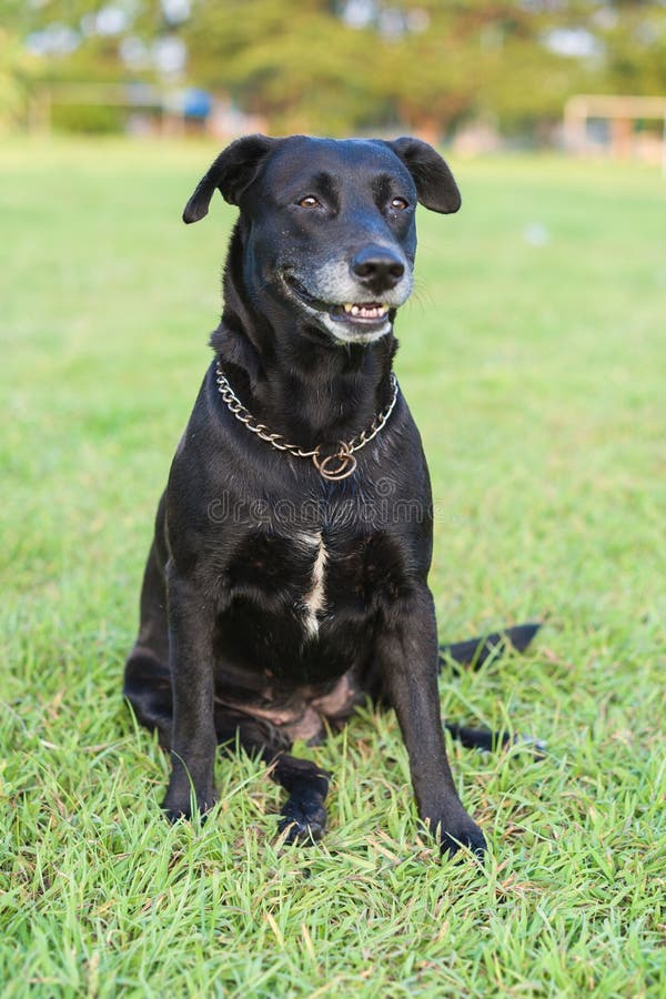 Black Labrador portrait stock photo. Image of retriever - 31785460