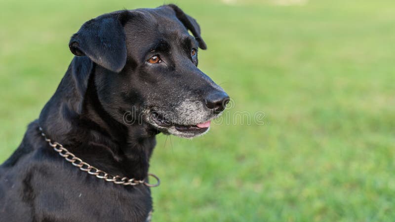 Black Labrador portrait stock image. Image of labrador - 31785741