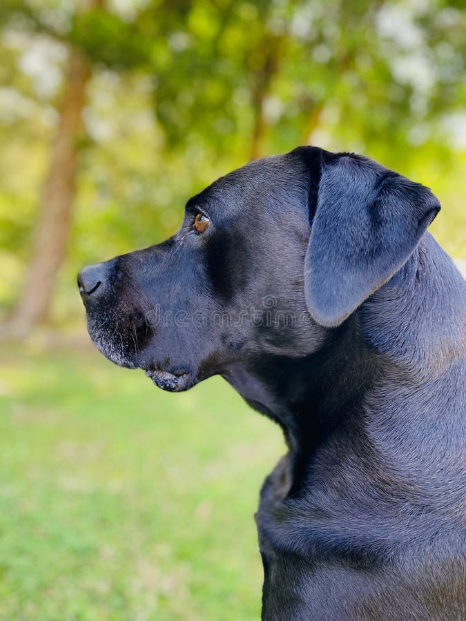 Black Labrador Portrait stock photo. Image of closeup - 181738364