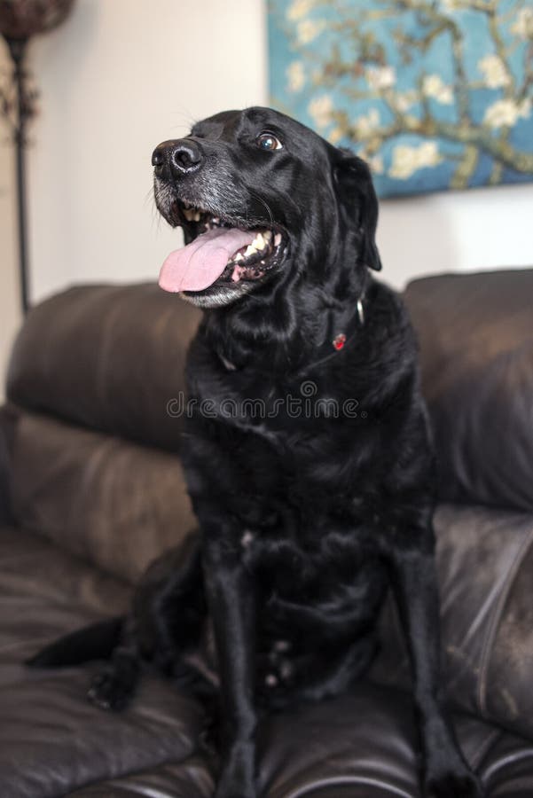 Black Labrador Portrait stock image. Image of couch, tongue - 92301351