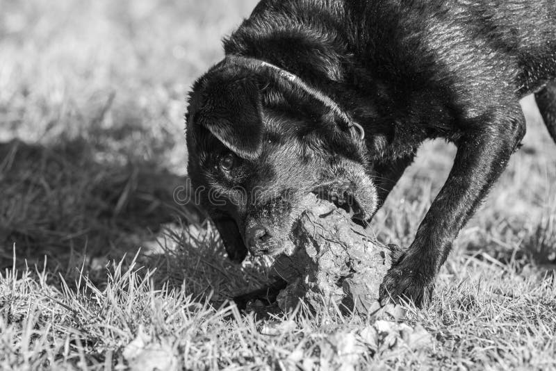 Black Labrador stock image. Image of outdoor, playing - 208585227