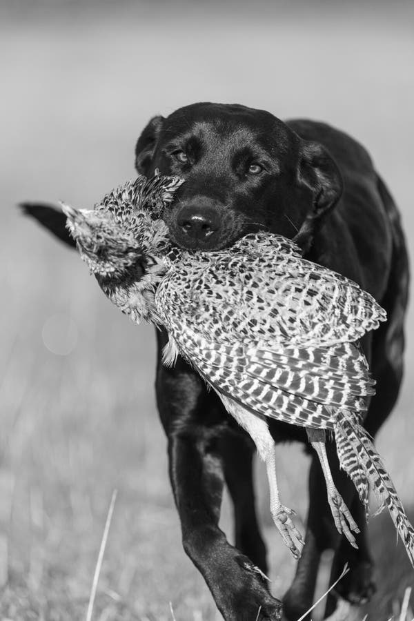 Black Labrador stock photo. Image of natural, energetic - 206311236