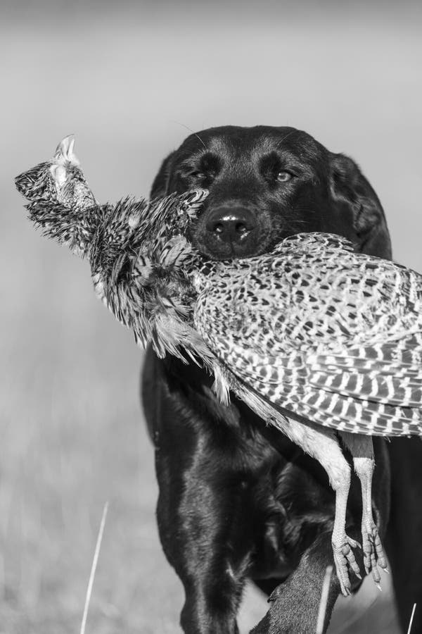 Black Labrador stock image. Image of closeup, action - 206311245