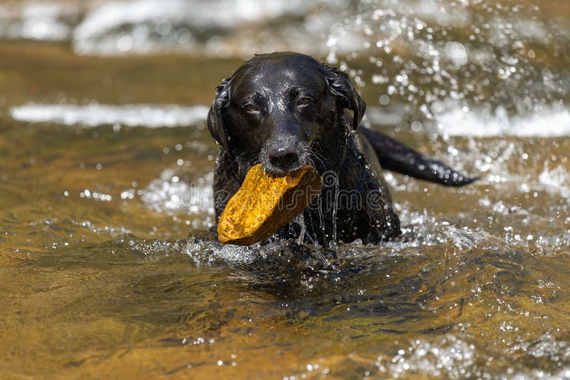 Black Labrador stock photo. Image of labrador, purebred - 272697122