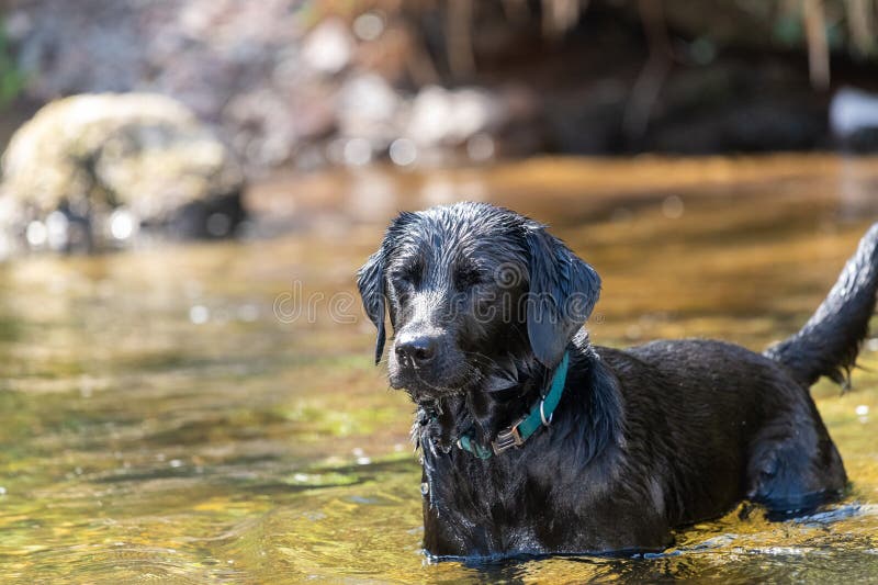 Black Labrador stock image. Image of river, mammal, canine - 272697479