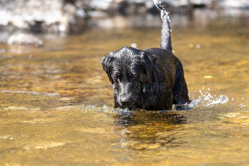 Black Labrador stock image. Image of black, river, outdoor - 272698315