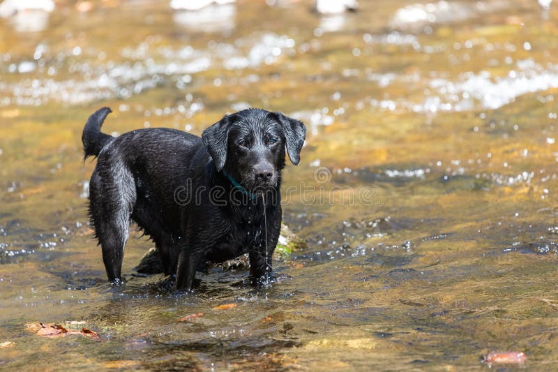 Black Labrador stock photo. Image of color, purebred - 272699964