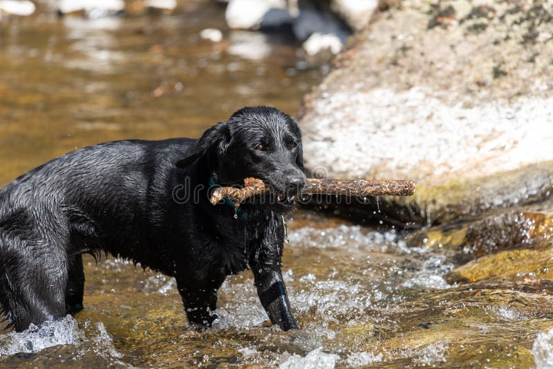 Black Labrador stock photo. Image of purebred, cute - 272699620