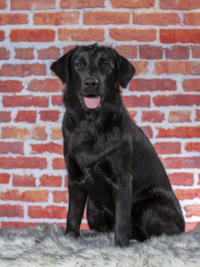 194 Dark Red Labrador Retriever Stock Photos - Free & Royalty-Free ...