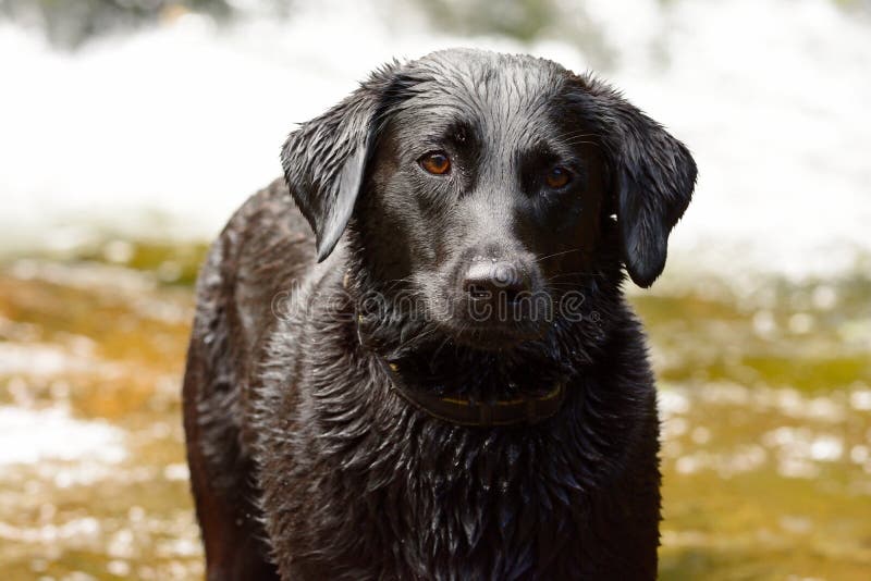 Black Labrador portrait stock image. Image of blackdog - 93229983