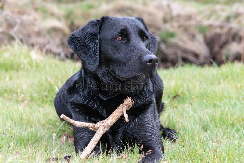 Black Labrador stock image. Image of happy, animal, young - 247854329