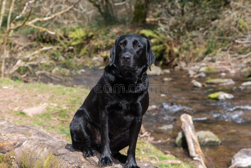 Black Labrador stock photo. Image of breed, retriever - 261279222
