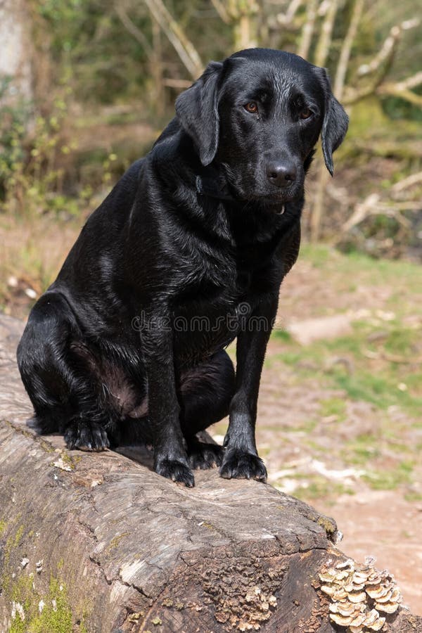 Black Labrador stock image. Image of portrait, mammal - 261280605