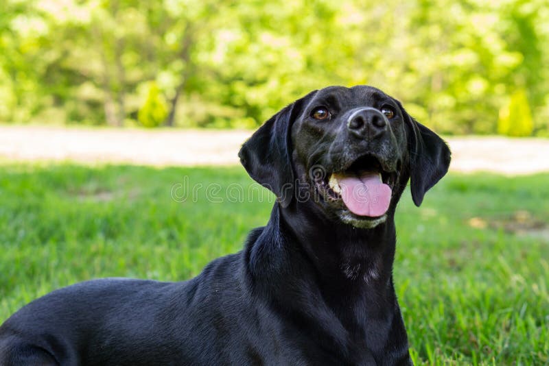 Black Labrador Posing for the Camera Stock Image - Image of obedience ...