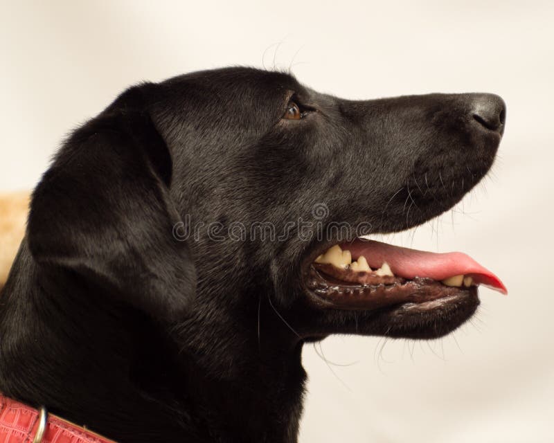 Black Labrador stock photo. Image of friend, canine, indoors - 62567668