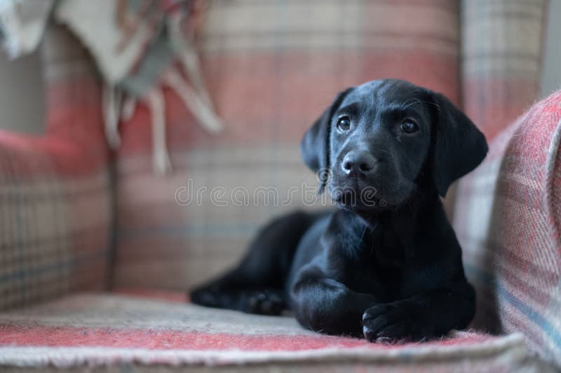 Black Labrador Puppy Aged 2 Months Stock Image - Image of aged ...