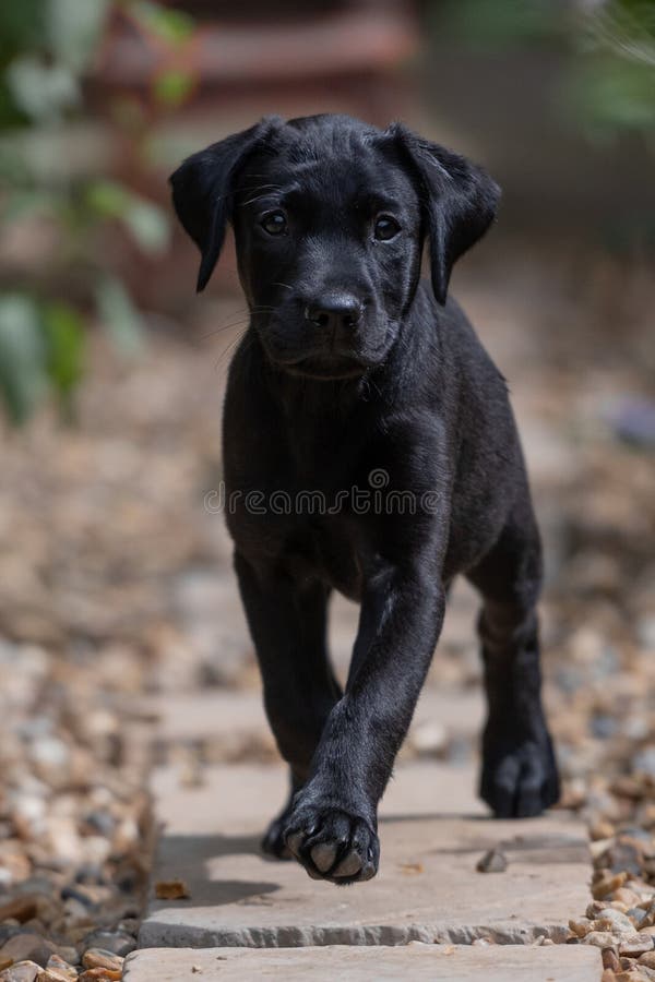 Black Labrador Puppy Aged 2 Months Stock Photo - Image of labrador ...