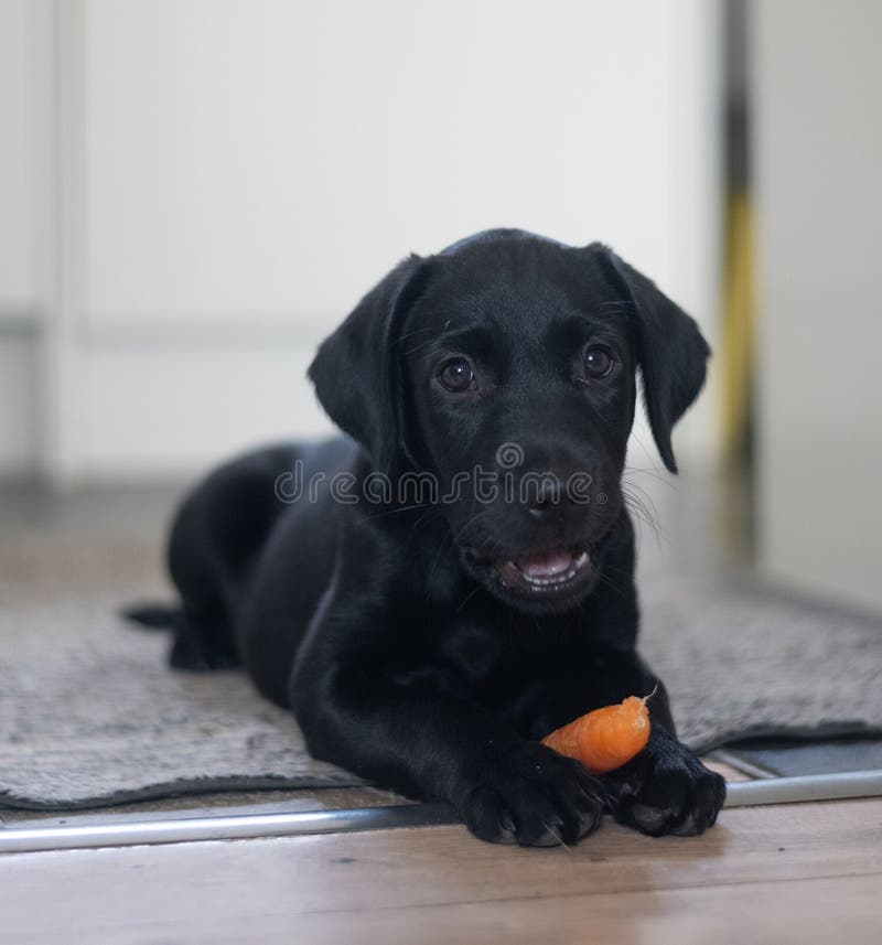 Black Labrador Puppy Aged 2 Months Stock Image - Image of labrador ...