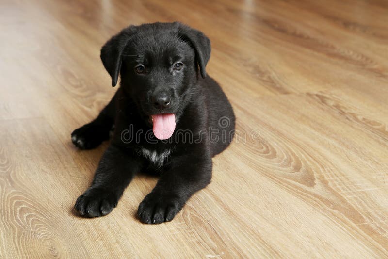 Black labrador puppy stock image. Image of baby, brown - 57708925