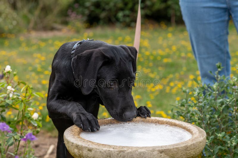 Black Labrador puppy stock photo. Image of bird, portrait - 349735938
