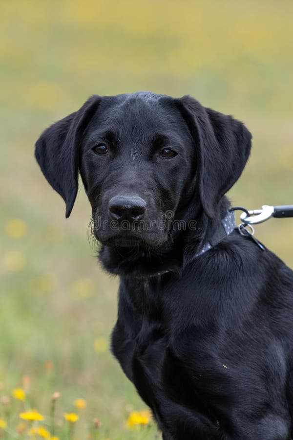 Black Labrador puppy stock image. Image of closeup, labrador - 336699303