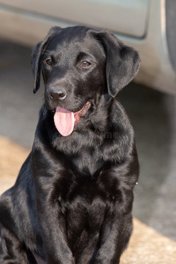Black Labrador puppy stock photo. Image of black, animal - 324820478
