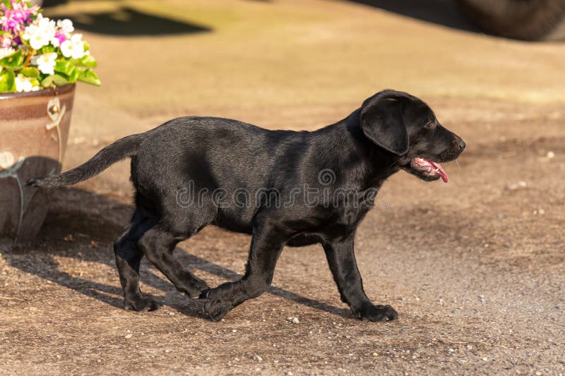 Black Labrador puppy stock photo. Image of fauna, colour - 324821976