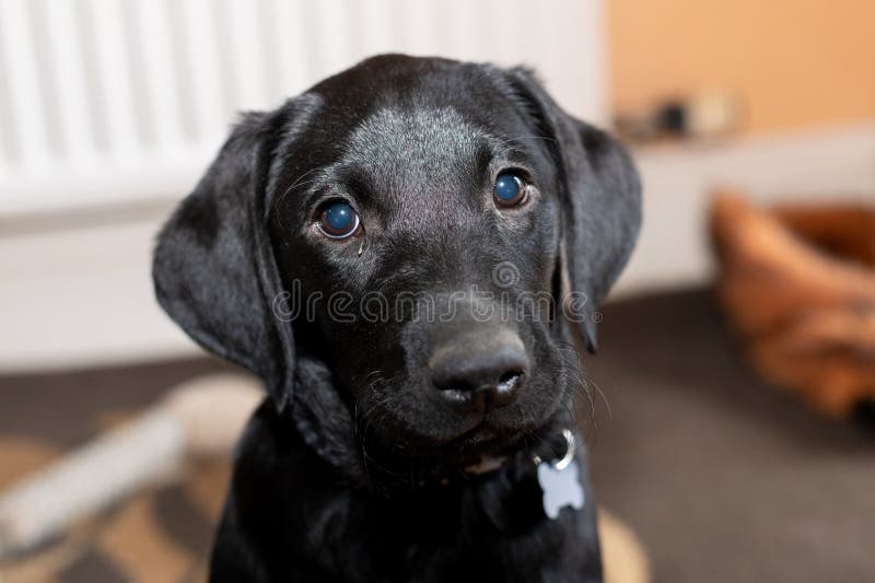 Black Labrador puppy stock photo. Image of fluffy, camera - 327855786