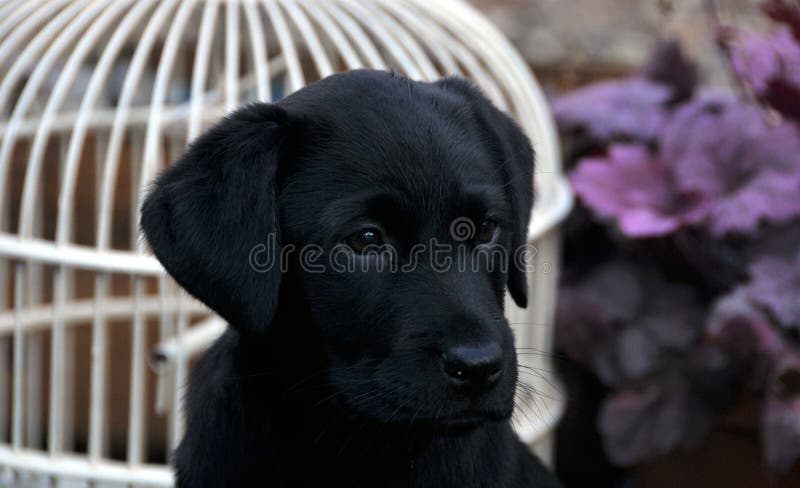 Black labrador puppy stock image. Image of snout, labrador - 34626491