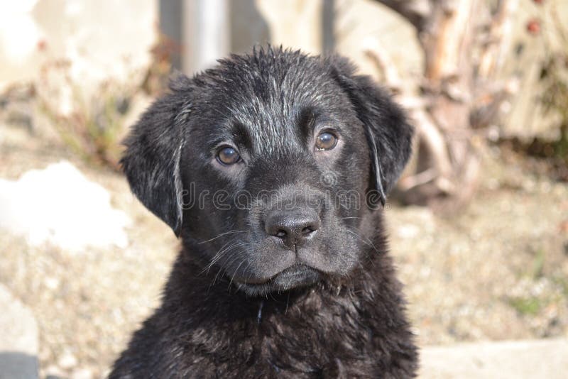 Black Labrador Puppy Dog stock photo. Image of puppy - 52830932