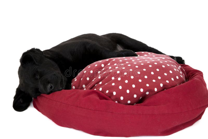 Black Labrador Puppy Dog Sleeping on a Pillow Stock Photo - Image of ...
