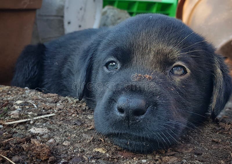 Black Labrador Puppy Enjoying the Sunlight Stock Image - Image of ...