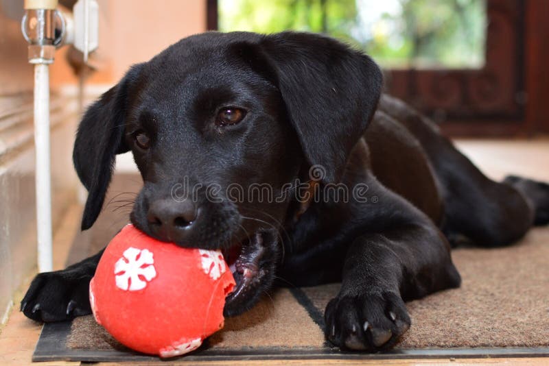 Young Labrador Playing With Ball Stock Photo - Image of open, goodness ...