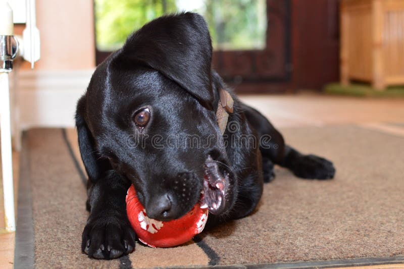 Black Labrador Lying on the Grass with a Cuddly Toy Stock Photo - Image ...