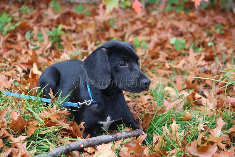 Black labrador puppy stock image. Image of labrador - 109330893