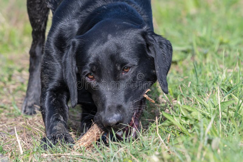 Black Labrador puppy stock photo. Image of color, animal - 224000758