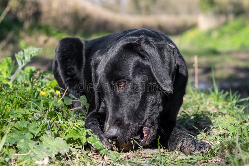 Black Labrador puppy stock photo. Image of angle, playing - 224000768